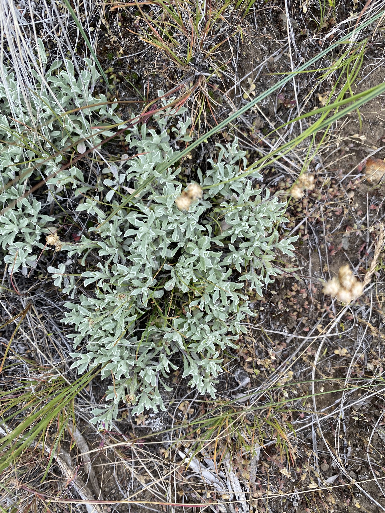Antennaria umbrinella Rydb.