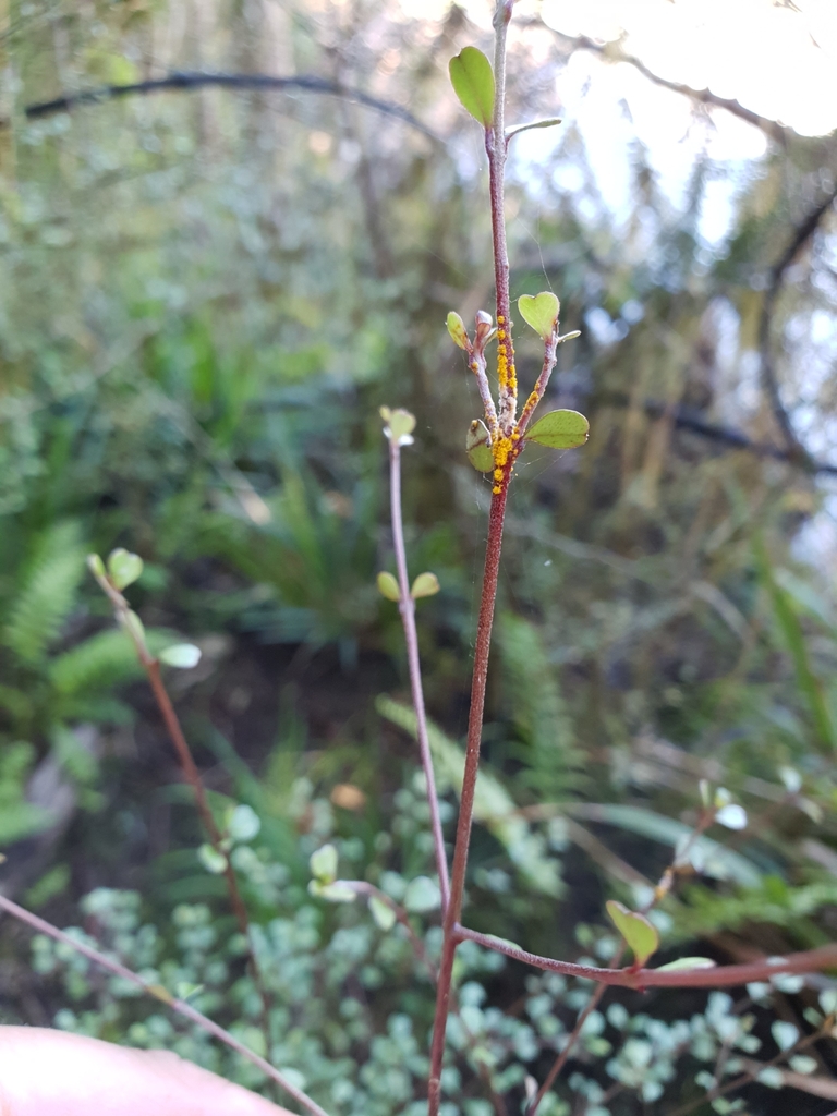 Myrtle Rust from Riwaka, New Zealand on April 04, 2022 at 02:07 PM by ...
