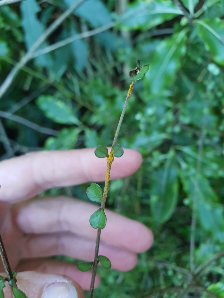 Myrtle Rust from Brightwater 7022, New Zealand on April 07, 2022 at 12: ...
