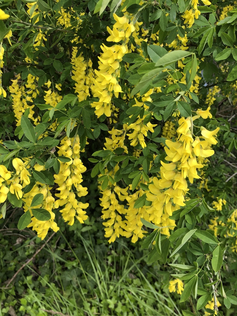 Common Laburnum from University of Washington, Seattle, WA, US on May ...