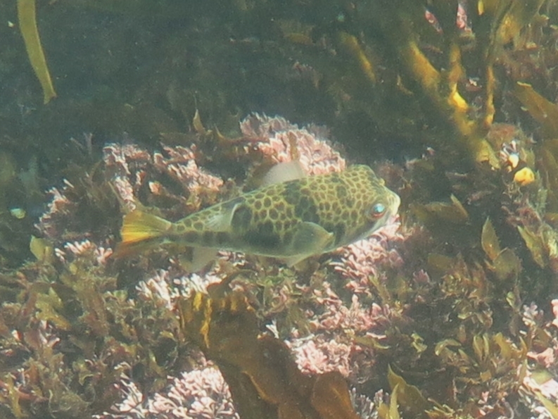 Smooth Toadfish from Shoalhaven, NSW, Australia on May 18, 2022 at 11: ...