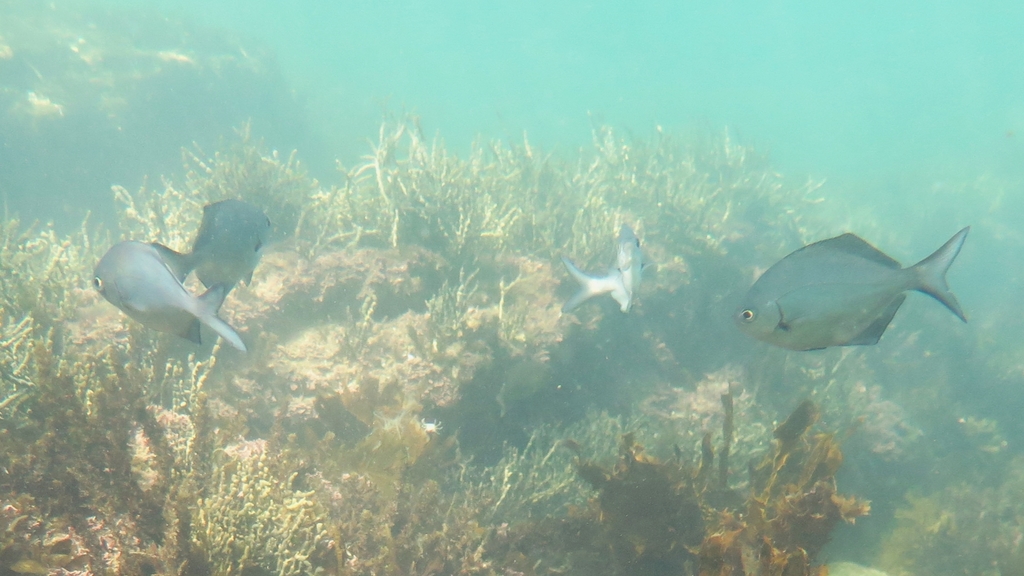 Silver Sweep from Shoalhaven, NSW, Australia on May 18, 2022 at 11:31 ...