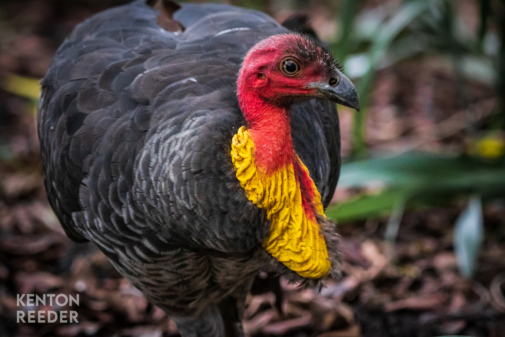 Australian Brushturkey from Brisbane QLD, Australia on May 18, 2022 at ...