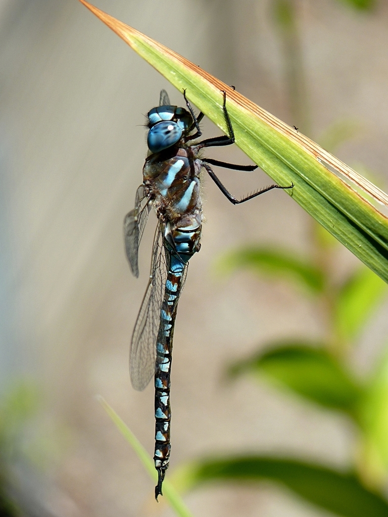 Blue-eyed Darner (Savary Island ) · iNaturalist
