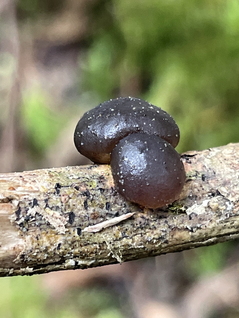 Exidia from SR-18 W, Issaquah, WA, US on May 17, 2022 at 02:19 PM by ym ...