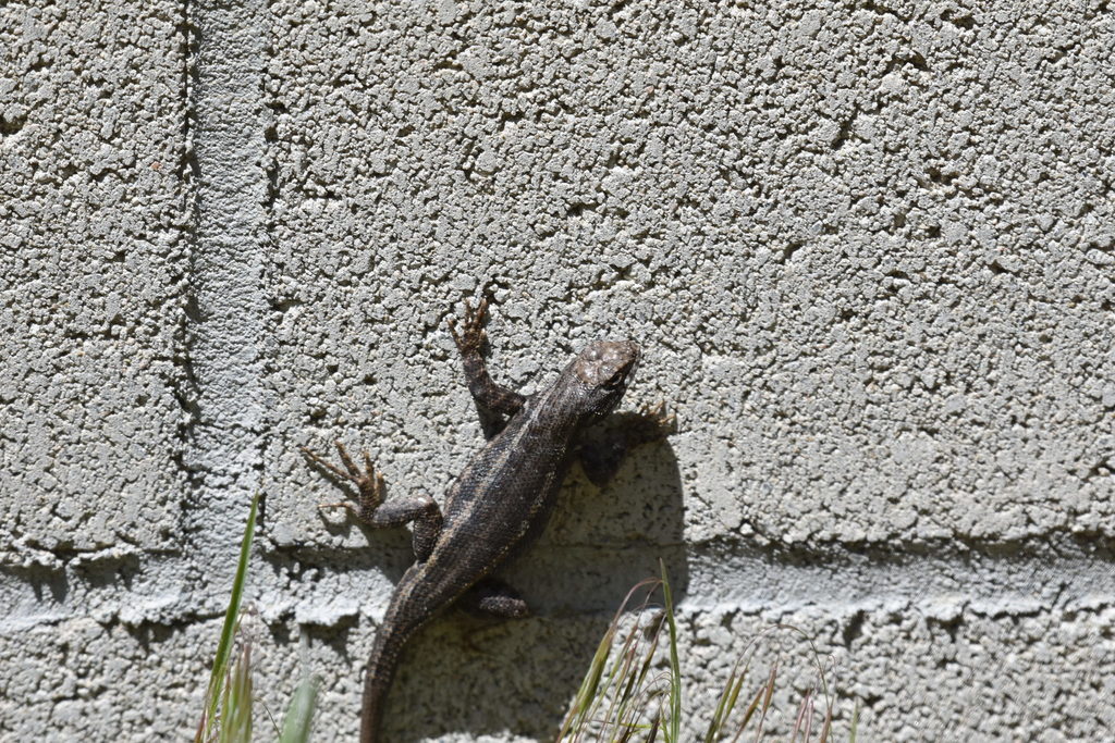 Common Sagebrush Lizard from Riverside County, CA, USA on April 16 ...