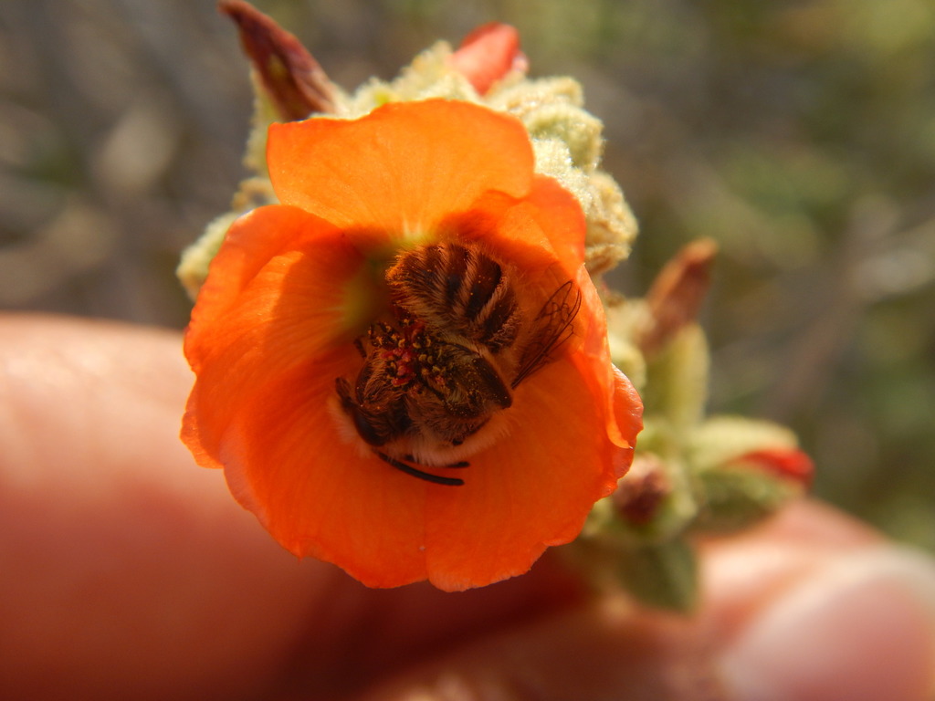 apricot mallow from Ensenada, B.C., México on March 27, 2022 at 05:43 ...