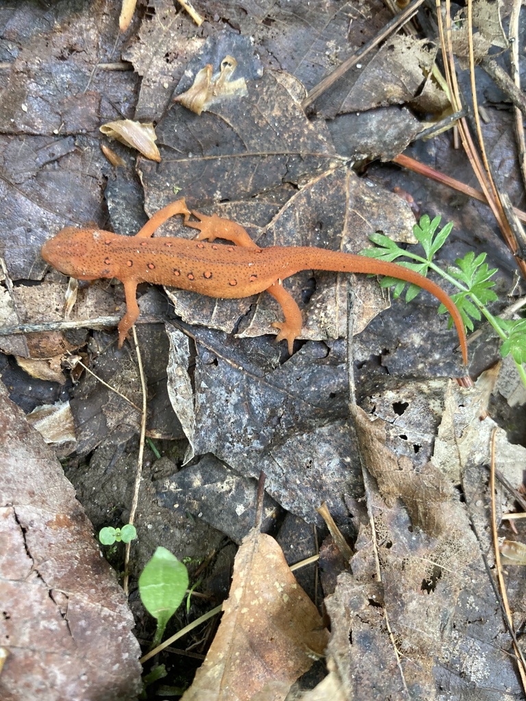 Eastern Newt from Middlebury, VT, US on May 17, 2022 at 09:38 AM by ...