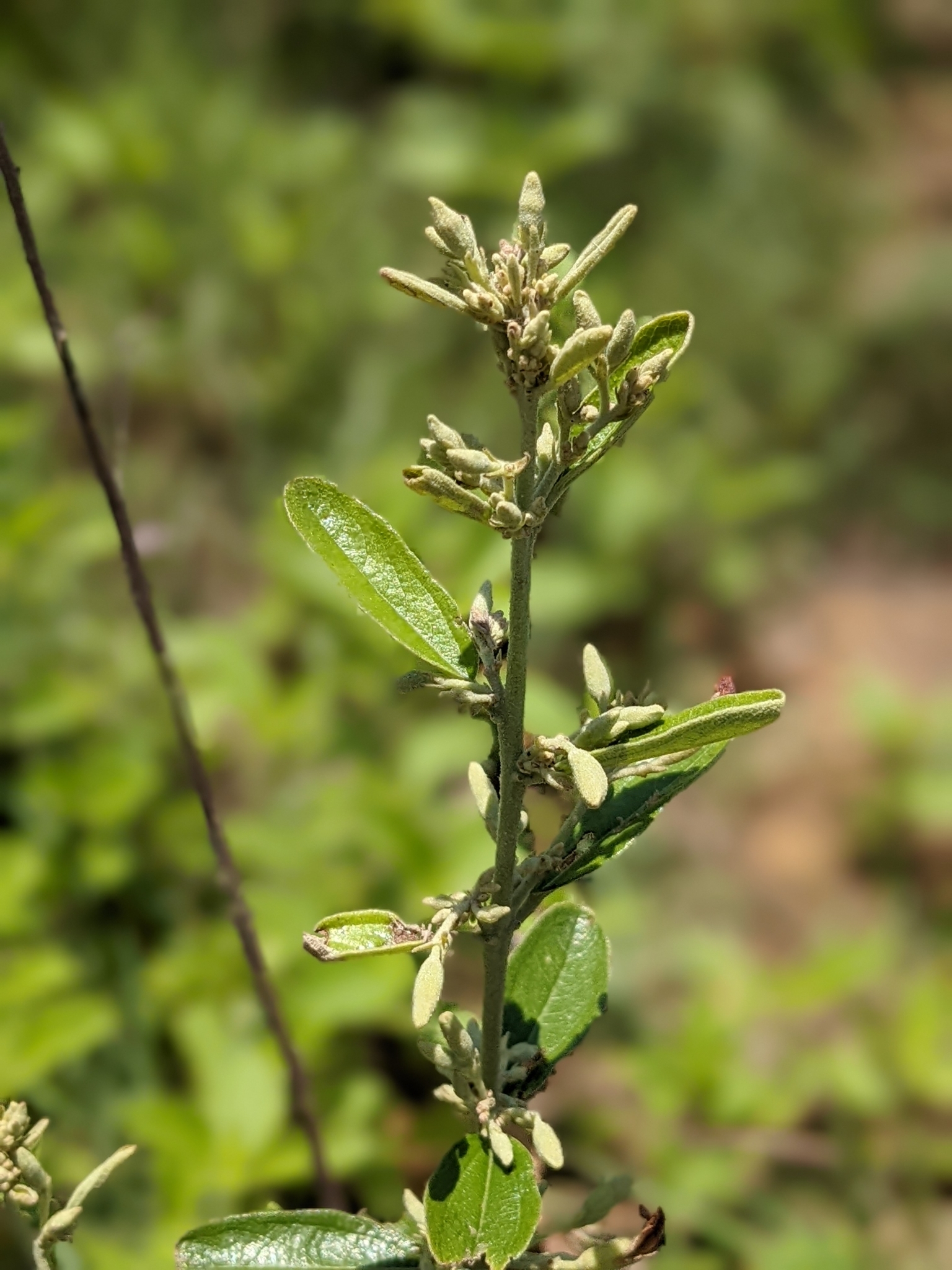 Helicteres angustifolia L.