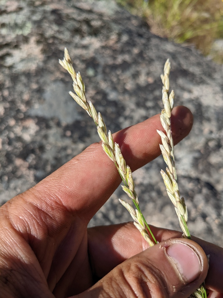 California melic from Yosemite National Park, Tuolumne, California ...