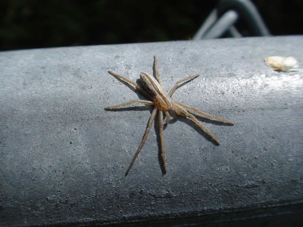 Slender Crab Spiders from Sechelt, BC, Canada on May 16, 2022 at 03:05 ...