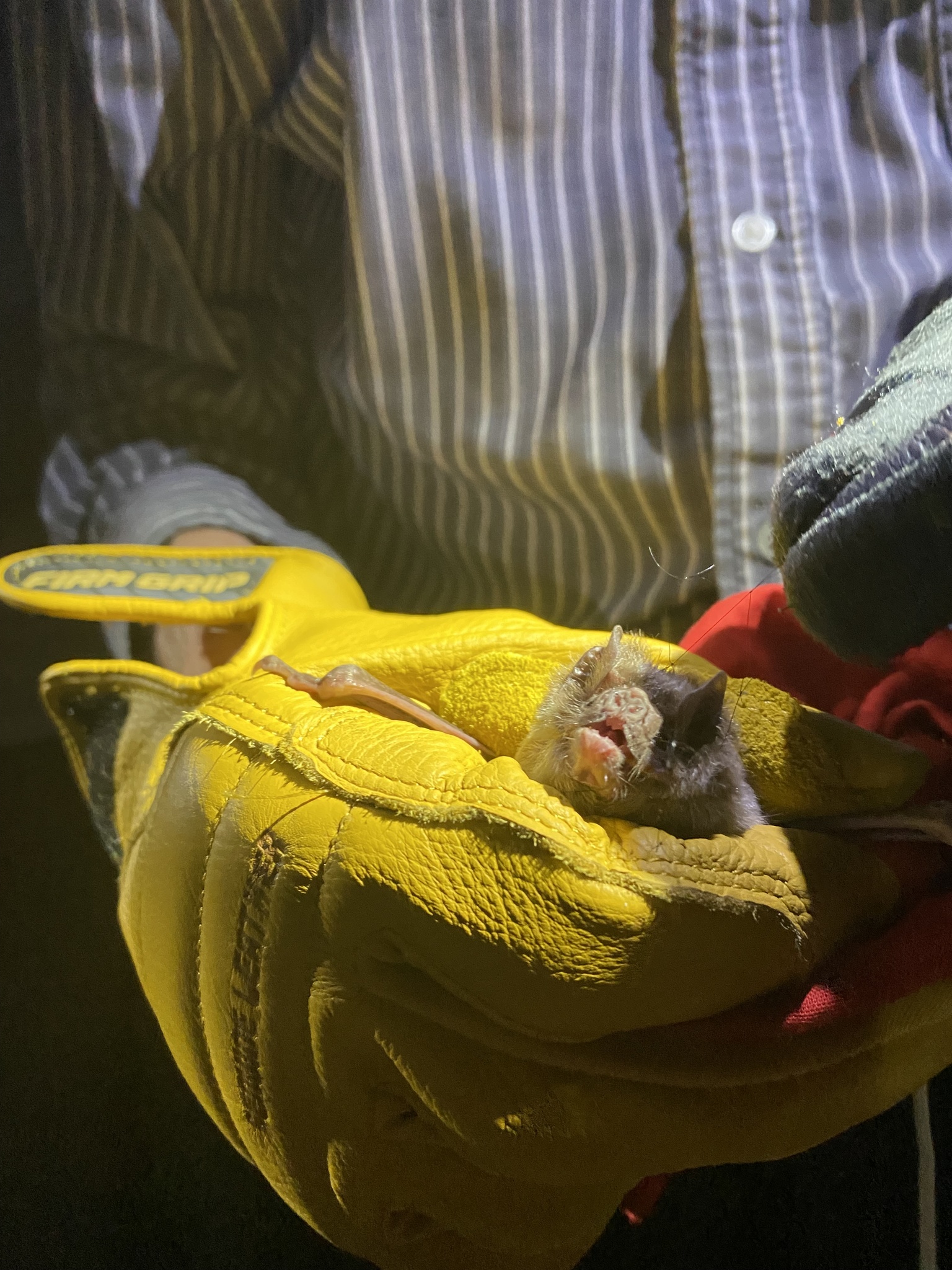 Desmodus rotundus (E.Geoffroy, 1810)