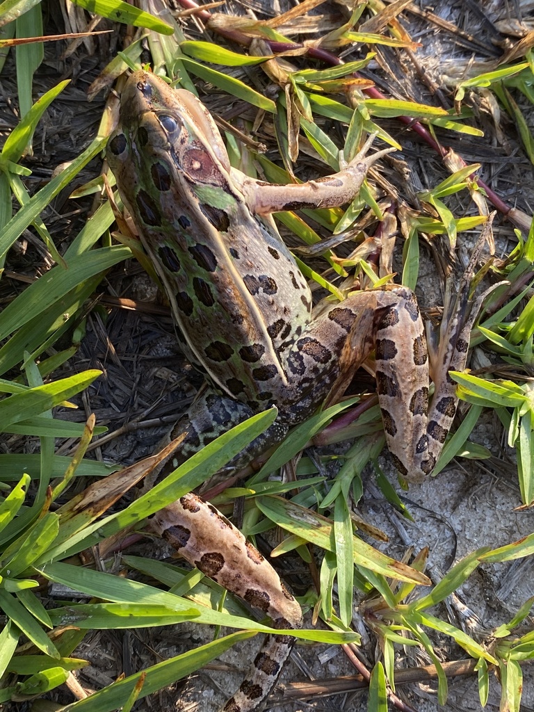 Southern Leopard Frog from Bristol, FL, US on May 17, 2022 at 08:06 AM ...