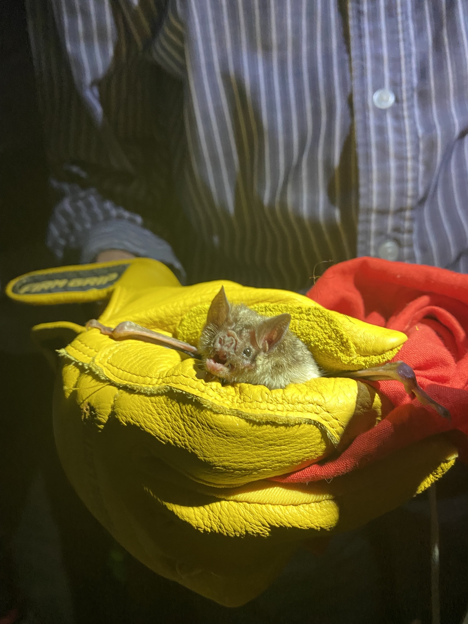 Desmodus rotundus (E.Geoffroy, 1810)