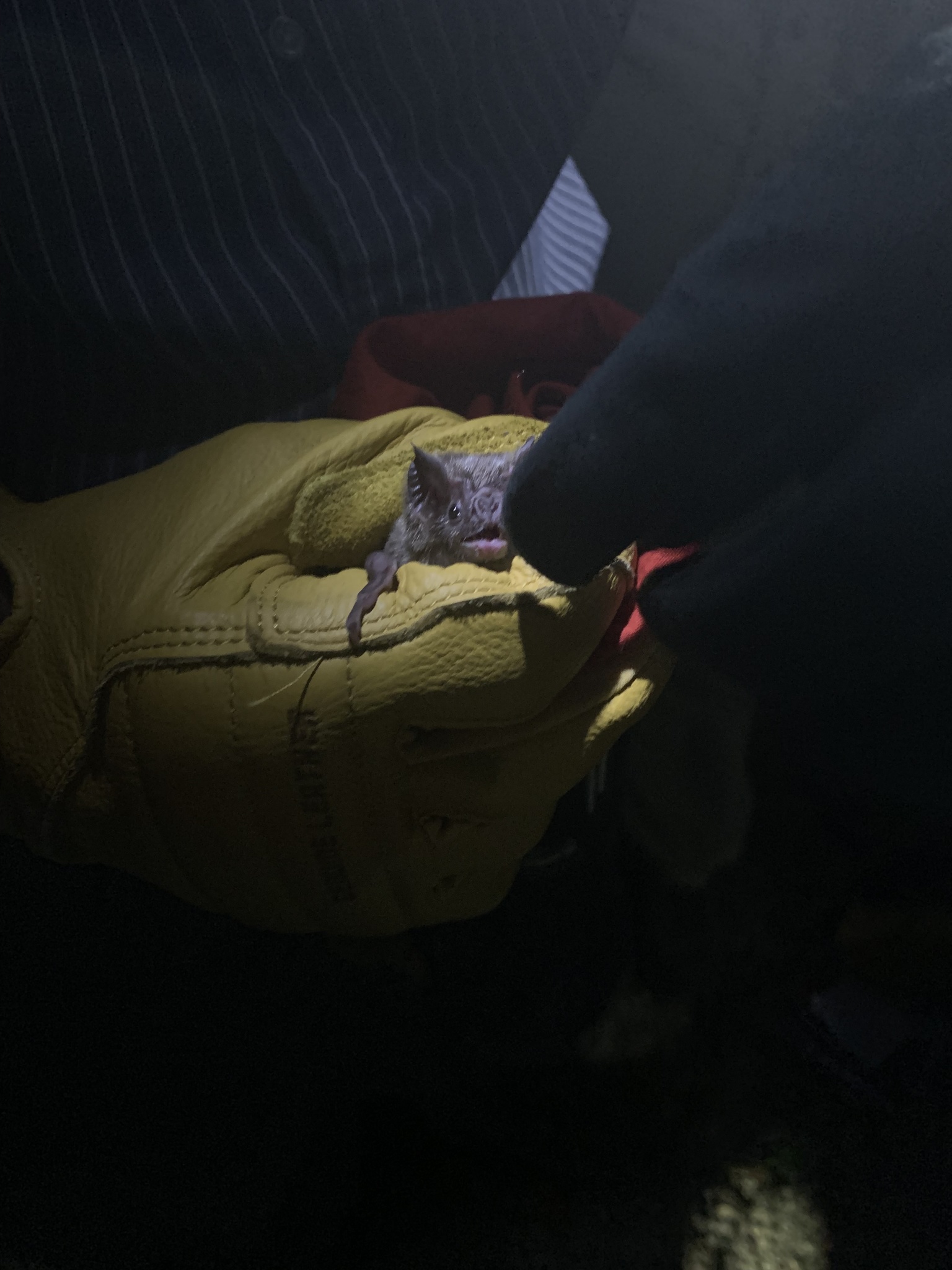 Desmodus rotundus (E.Geoffroy, 1810)