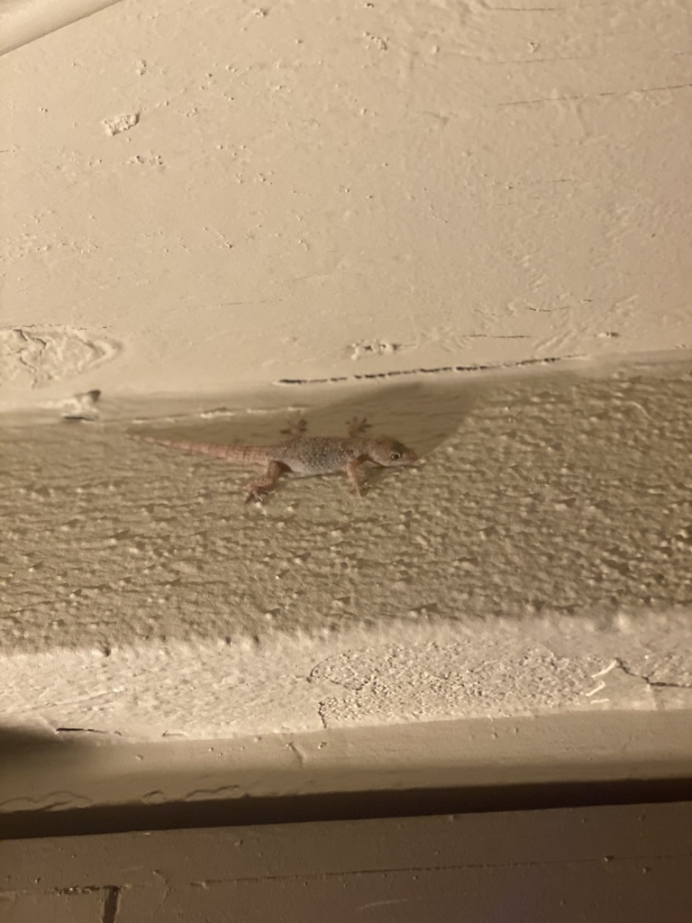 Mediterranean House Gecko from E Pinal St, Cottonwood, AZ, US on May 17 ...