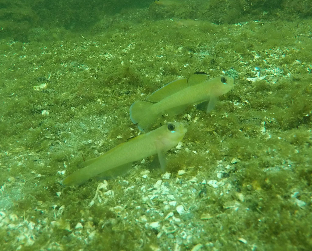 Blackeye goby from Sunshine Coast Regional District, BC, Canada on ...