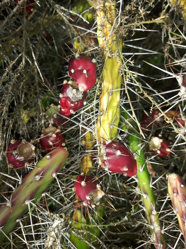 Opuntia aurantiaca (LIFE medCLIFFS) · iNaturalist