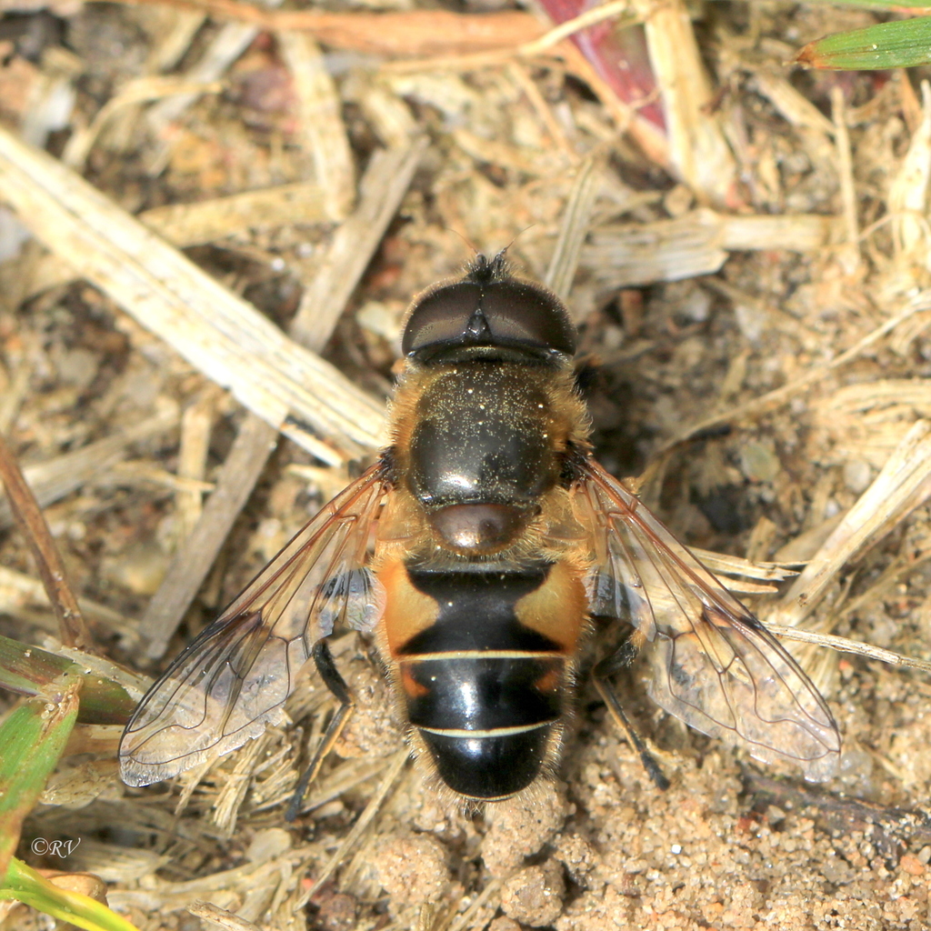 Stripe-winged Drone Fly from Eičiai 73145, Lietuva on May 17, 2022 at ...