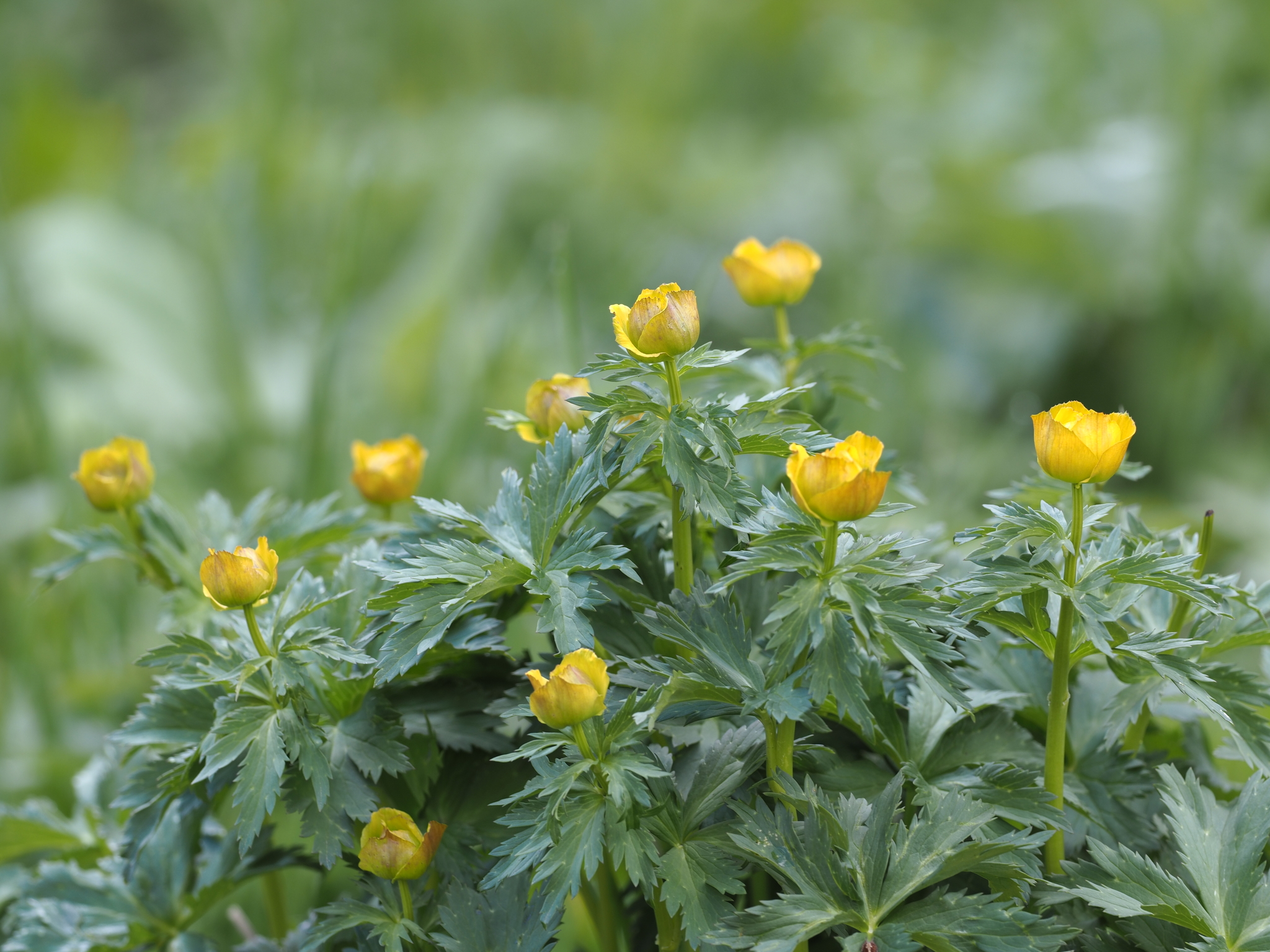 Trollius altaicus C.A.Mey.
