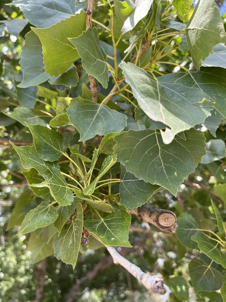 Black Poplar from Sepulveda Basin Wildlife Reserve, Los Angeles, CA, US ...