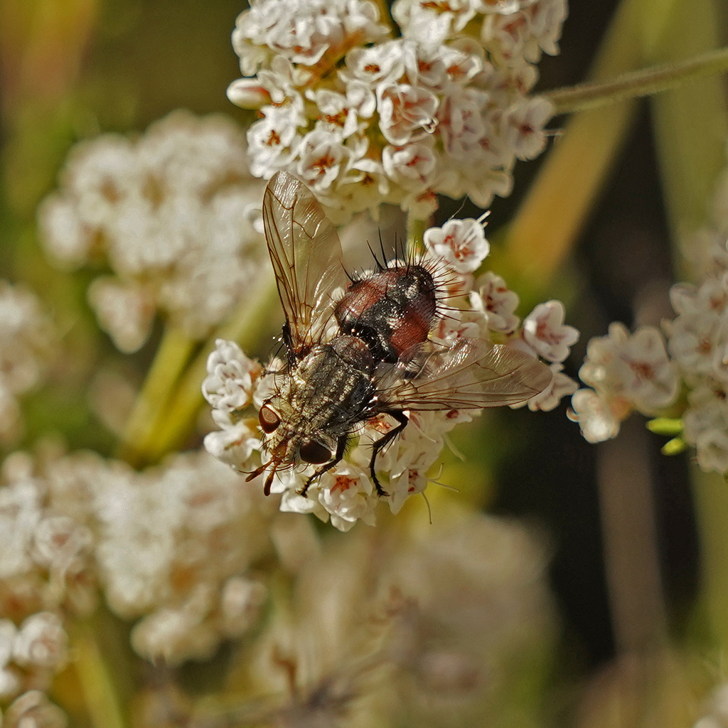 Linnaemya from Featherly Regional Park, CA, USA on May 14, 2022 at 02: ...