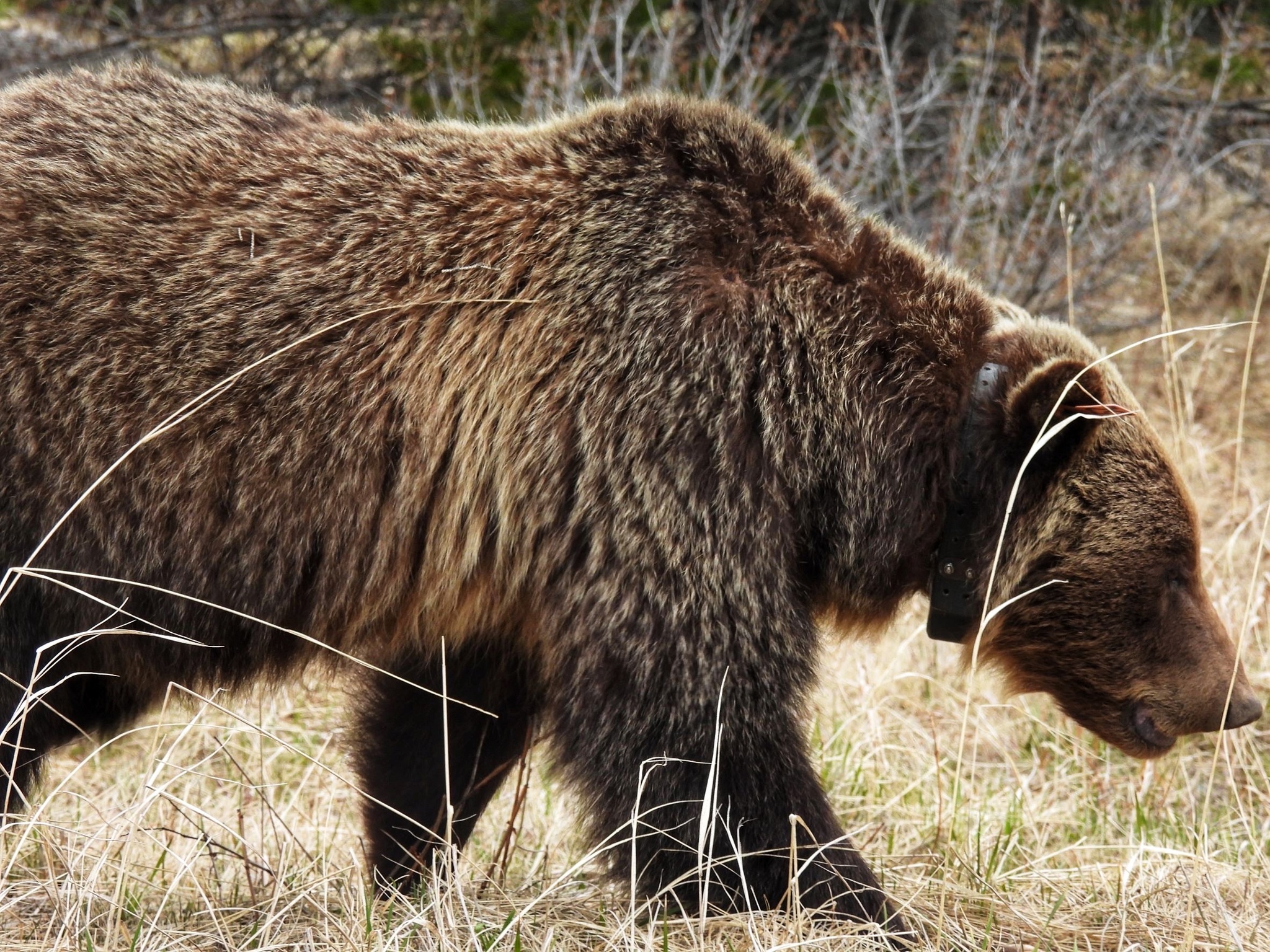 Ursus arctos horribilis Ord, 1815