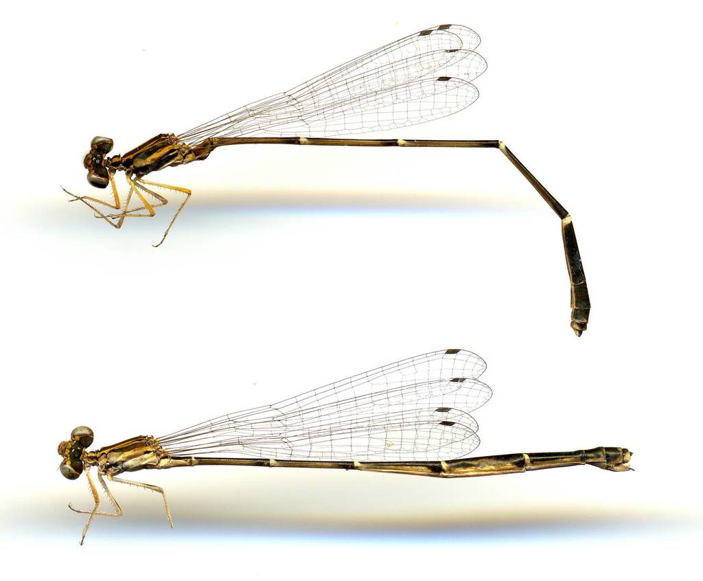 Caballito del diablo (Caballitos de alas angostas Coenagrionidae ...