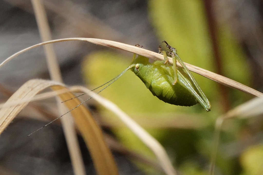 California Chaparral Katydid from Santa Teresa County Park, Hidden ...