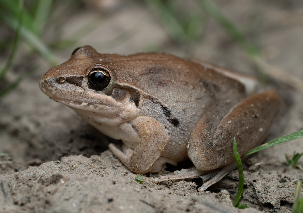 Broad-palmed Rocket Frog from Louth NSW 2840, Australia on April 23 ...