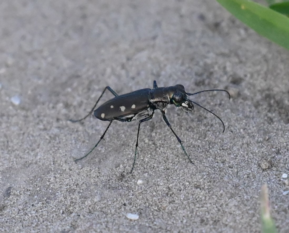 Cicindela ocellata Klug, 1834