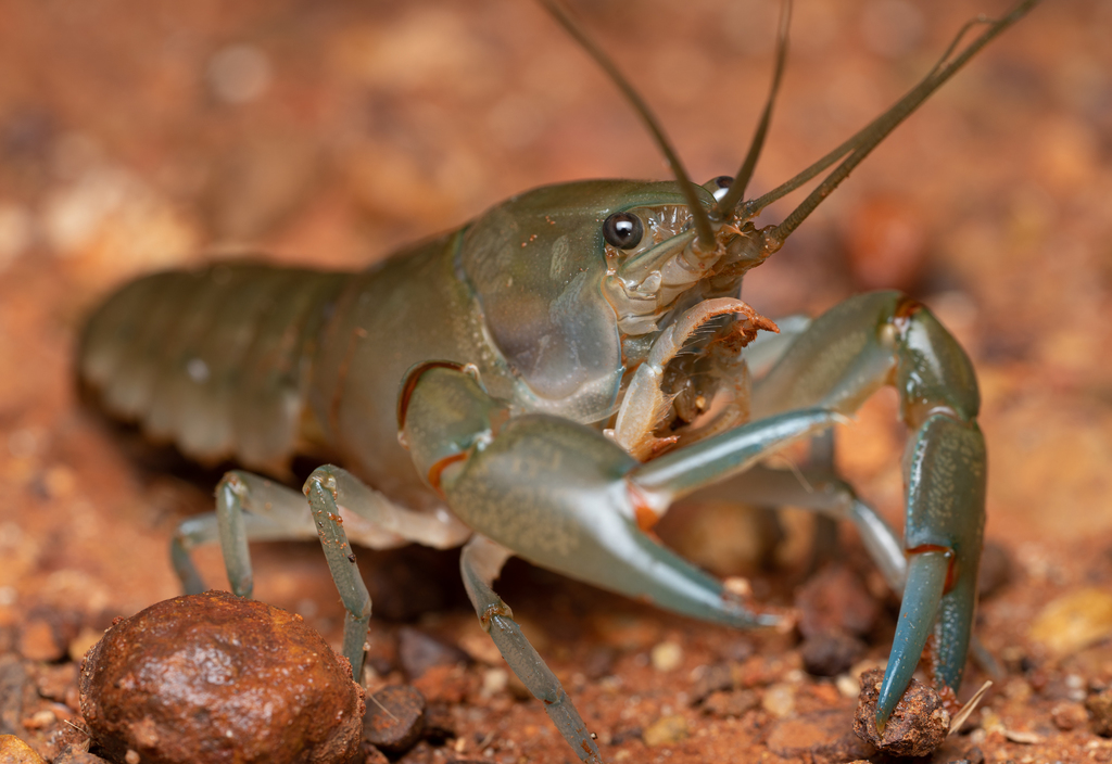 Common Yabby (Macquarie Marshes) · iNaturalist