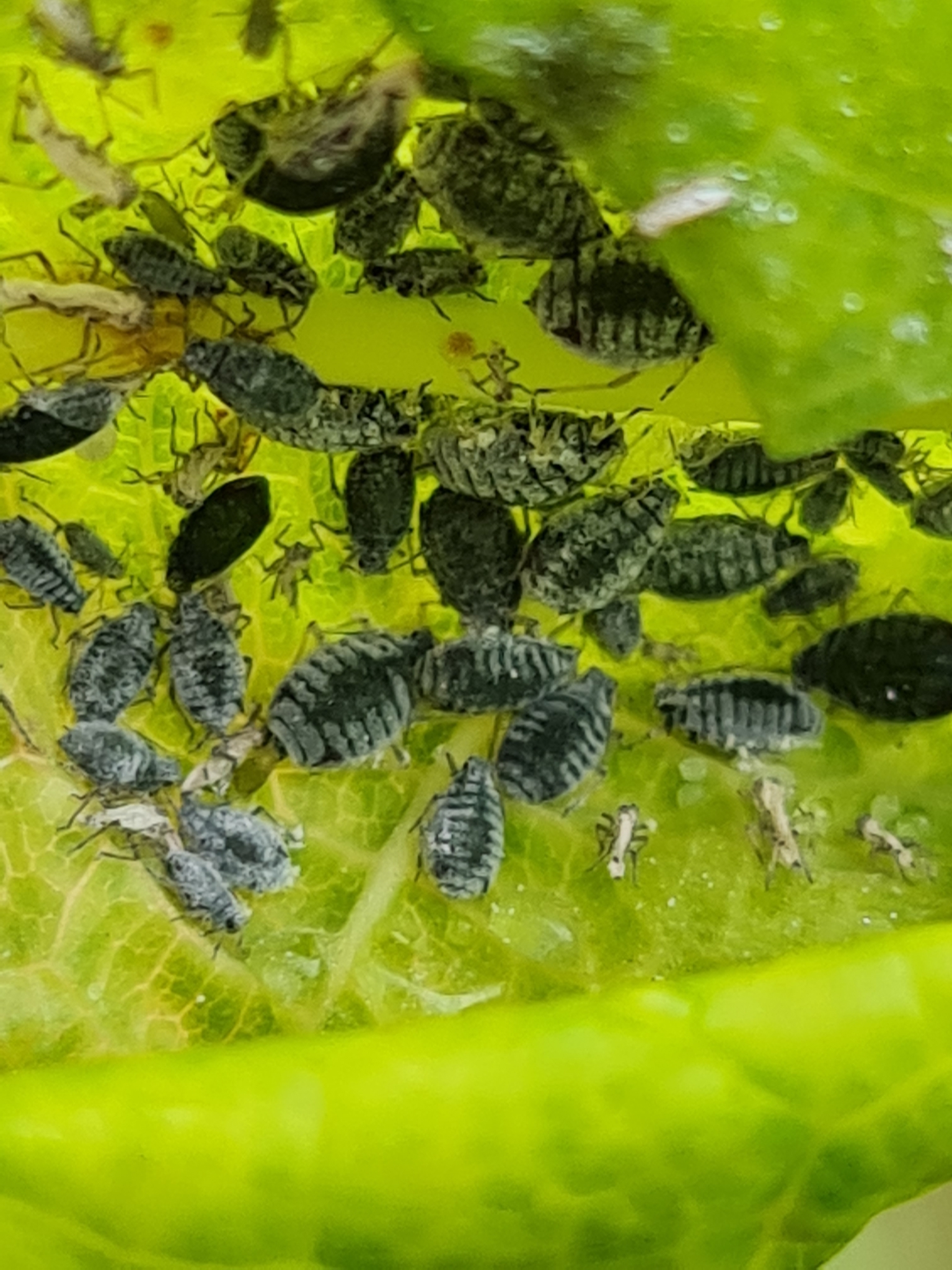 Rhopalosiphum padi (Linnaeus, 1758)