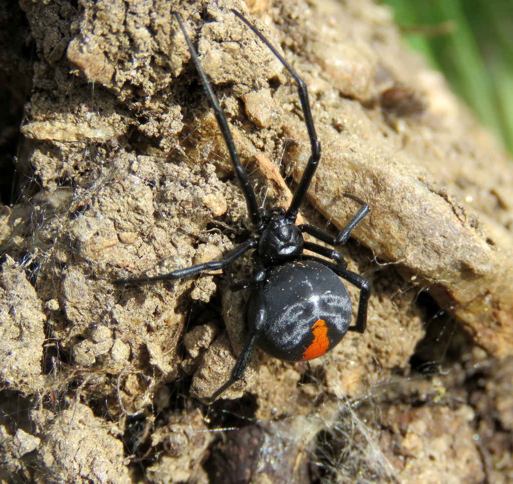Redback Spider from Fraser Dam, New Zealand on October 24, 2020 at 11:16 AM by William Harland ...