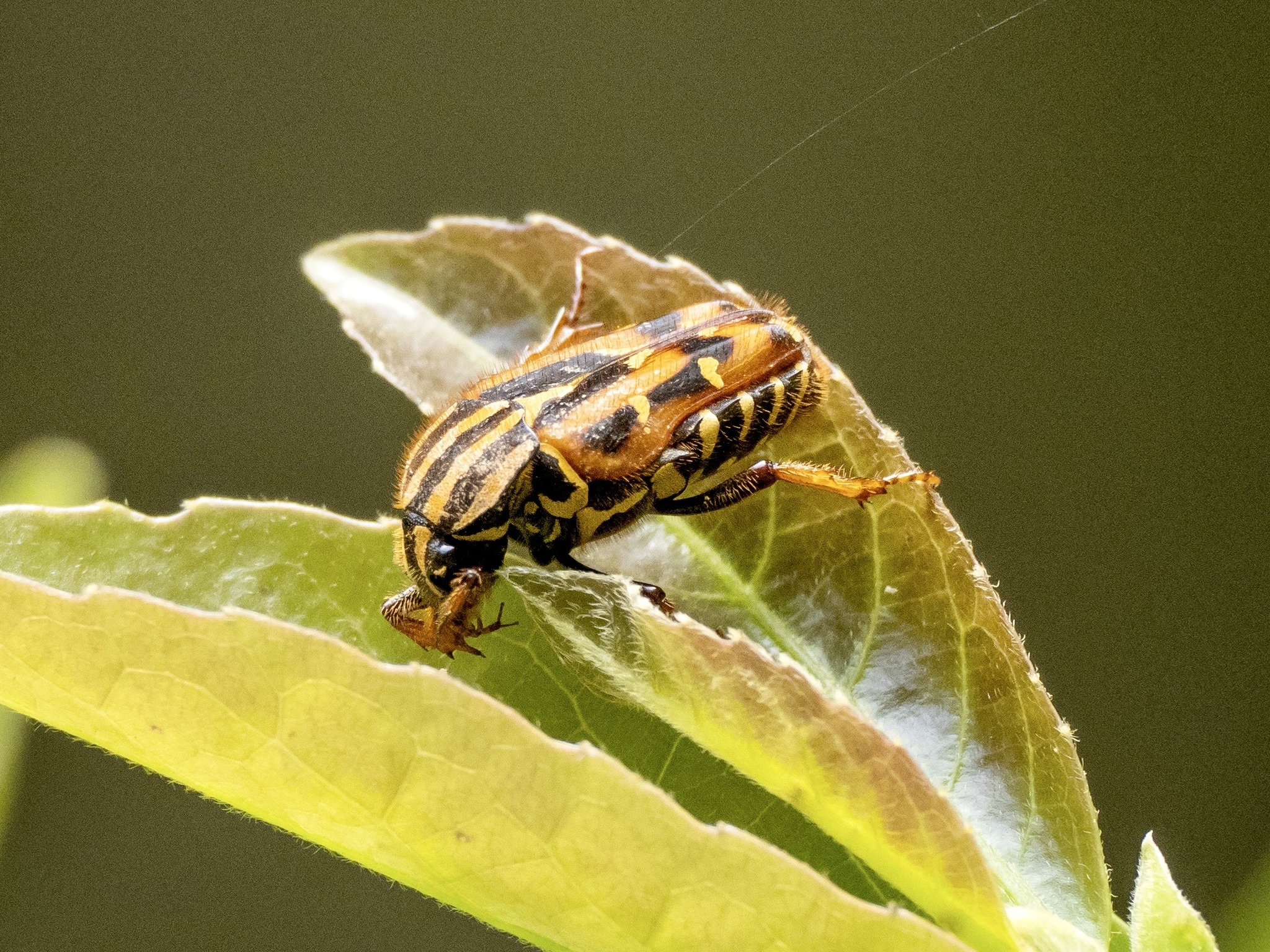 Euselates Thomson, 1880