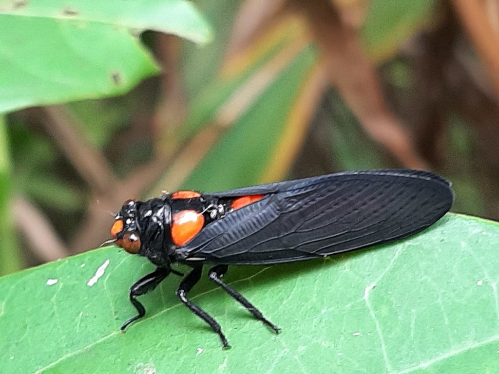 Black and scarlet cicada from 台灣台北 on May 18, 2022 at 09:15 AM by 李成華 ...