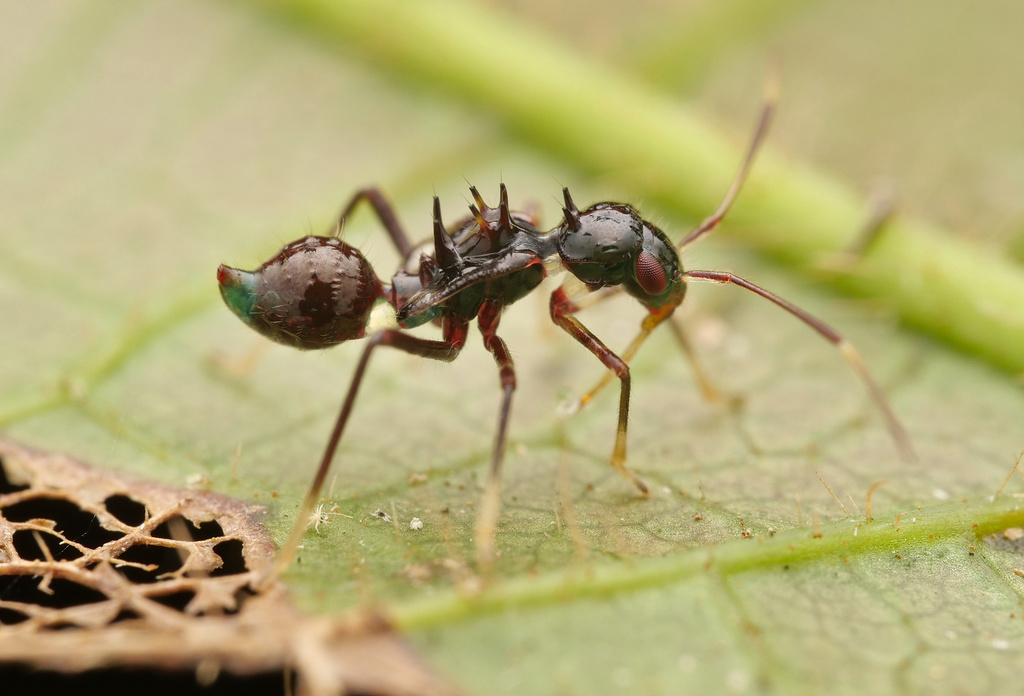 True Bugs from Madang, Papua-Neuguinea on May 18, 2022 at 01:11 AM by ...