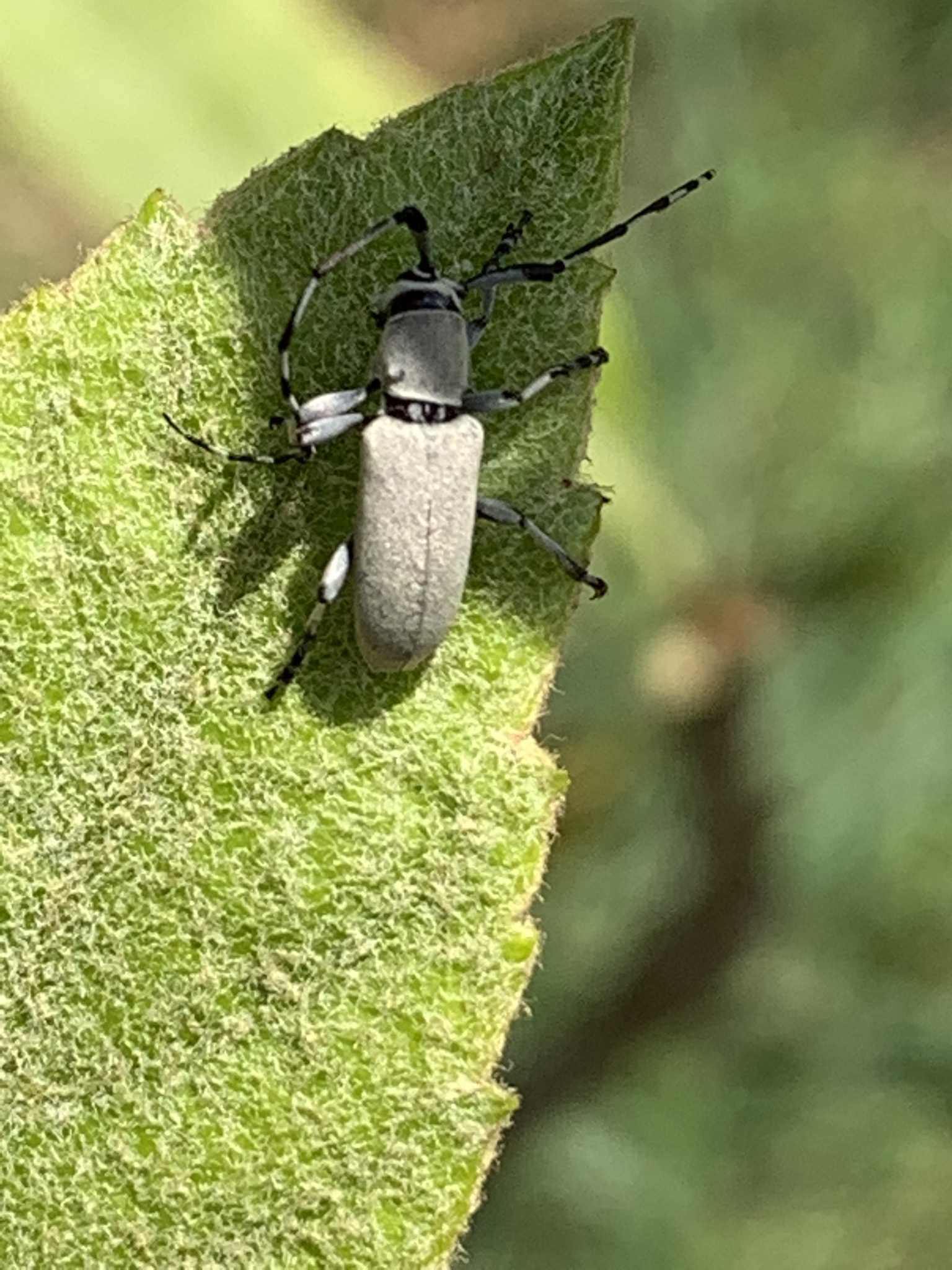 Dectes texanus LeConte, 1862