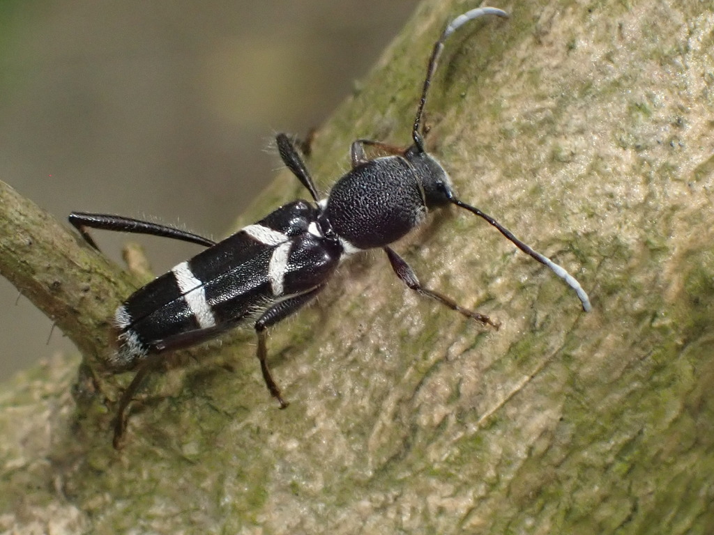 Perissus mimicus from Tsuen Wan, Hong Kong on May 18, 2022 at 01:18 PM ...