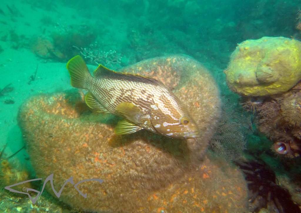 Maori Rockcod from Fly Point Dive on May 15, 2022 at 08:59 AM by Tony ...