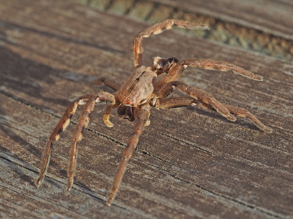 Common Rain Spider from Phillipskop Mountain Reserve, Overberg, Western ...