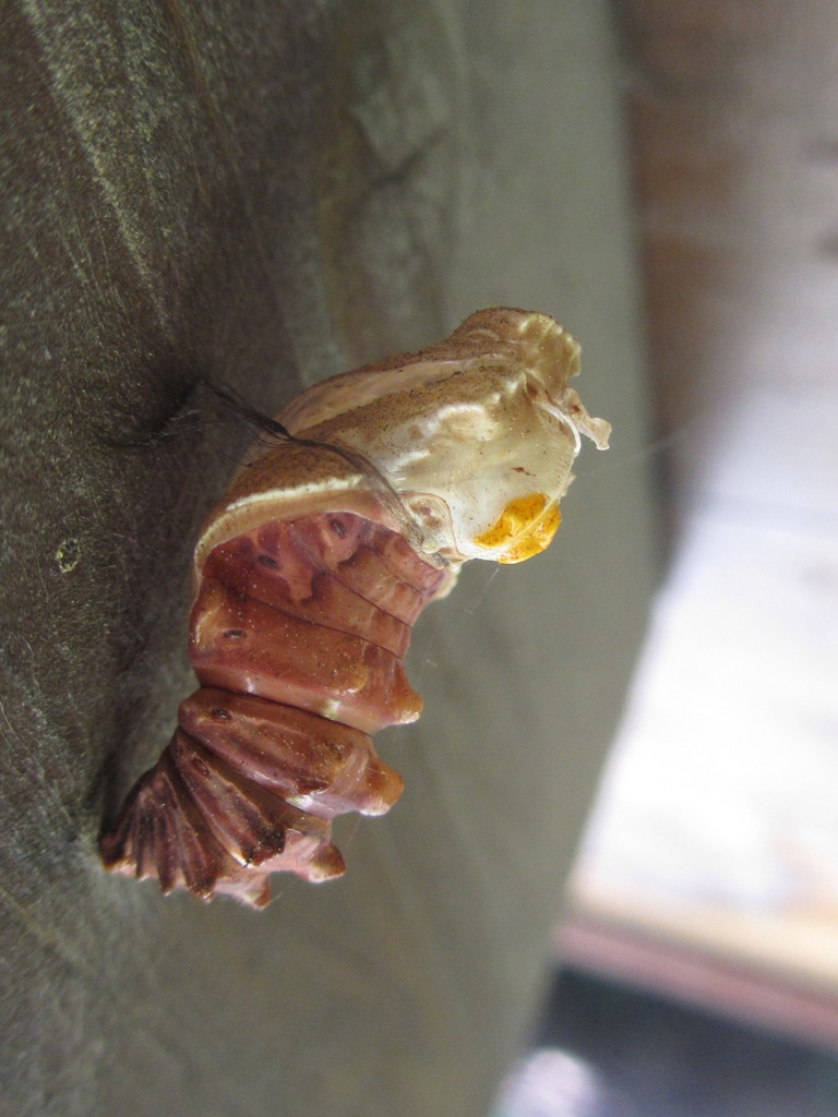 Chinese windmill from 日本、〒140-0003 東京都品川区八潮 on May 18, 2022 by i164 ...