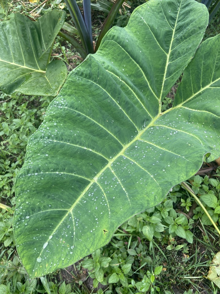Arrowleaf Elephant's Ear from Amahoro, Karongi, RW on May 18, 2022 at ...
