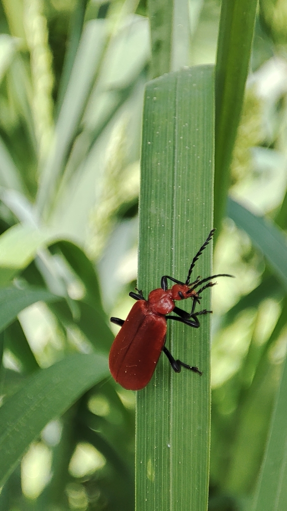 Common Cardinal Beetle from 64354 Reinheim, Deutschland on May 08, 2022 ...