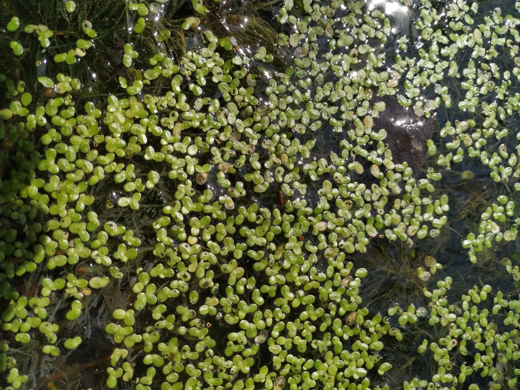 Red Duckweed from Слобода, Бобровский р-н, Воронежская обл., Россия on ...