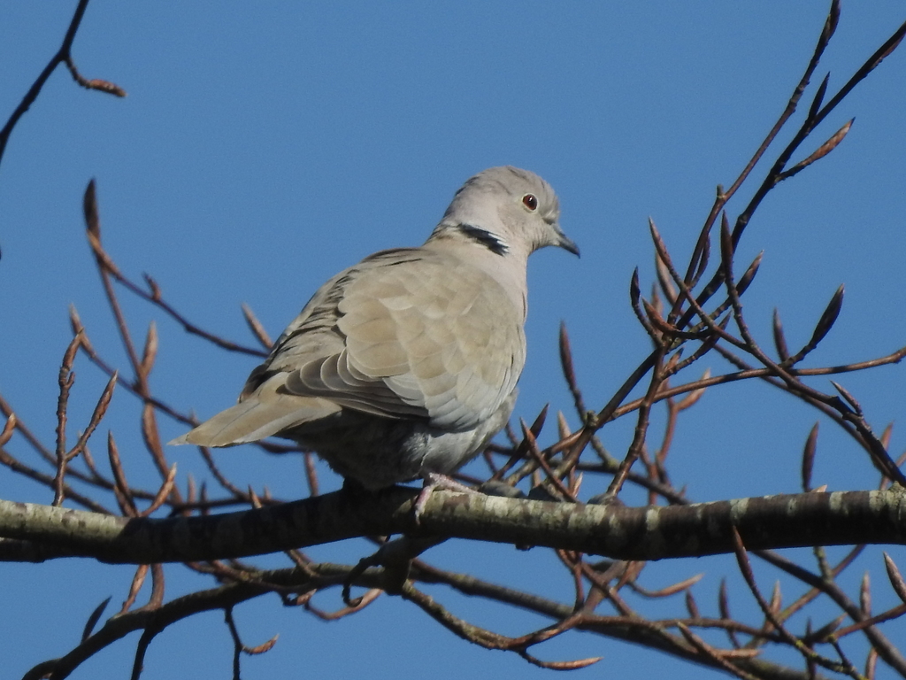 Eurasian Collared-Dove from De Marne, Groningen, Netherlands on April ...