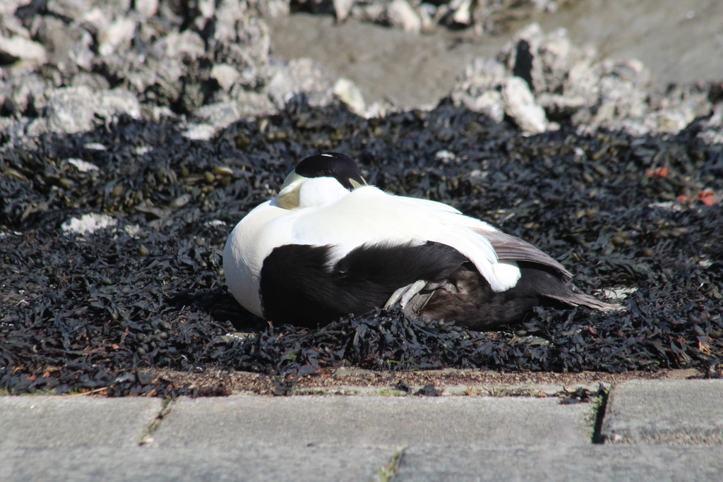 Common Eider from 9976 Lauwersoog, Netherlands on April 24, 2022 at 05: ...