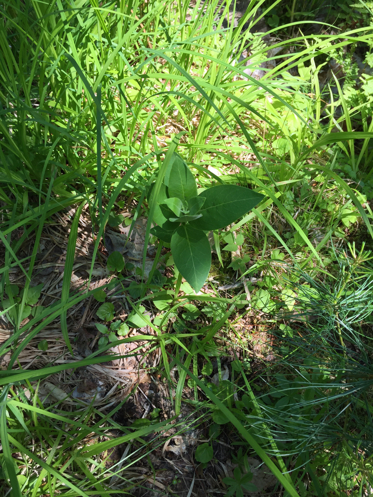 common milkweed from Leelanau County, US-MI, US on June 10, 2015 at 12: ...