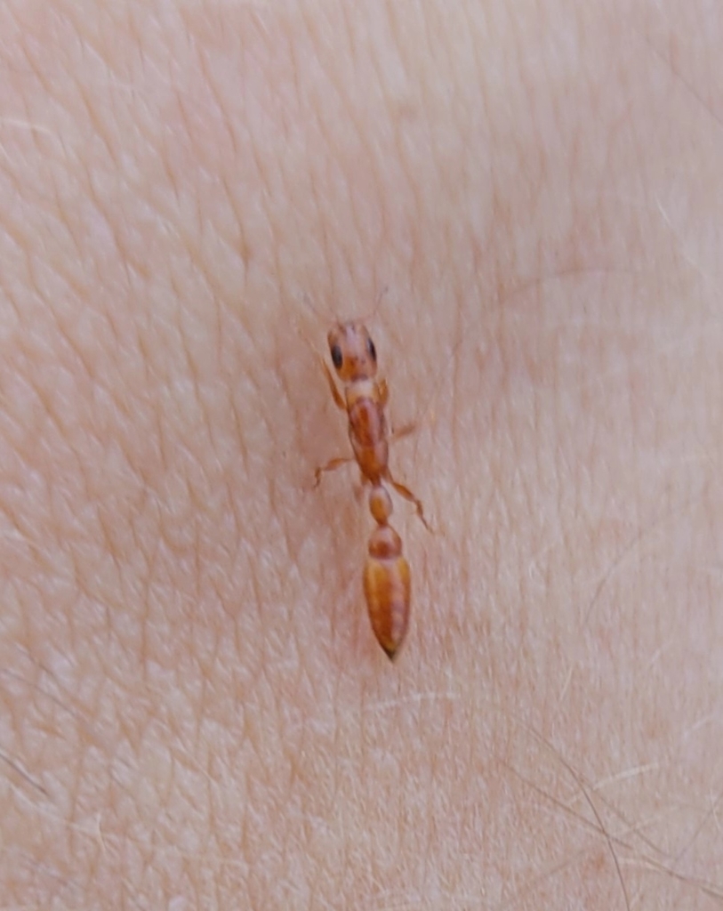 Natal Slender Ant from Vhembe, Kruger National Park, ZA-NP, ZA on May ...