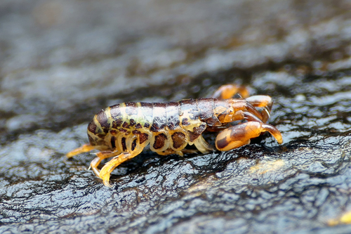 Genus Jassa · iNaturalist